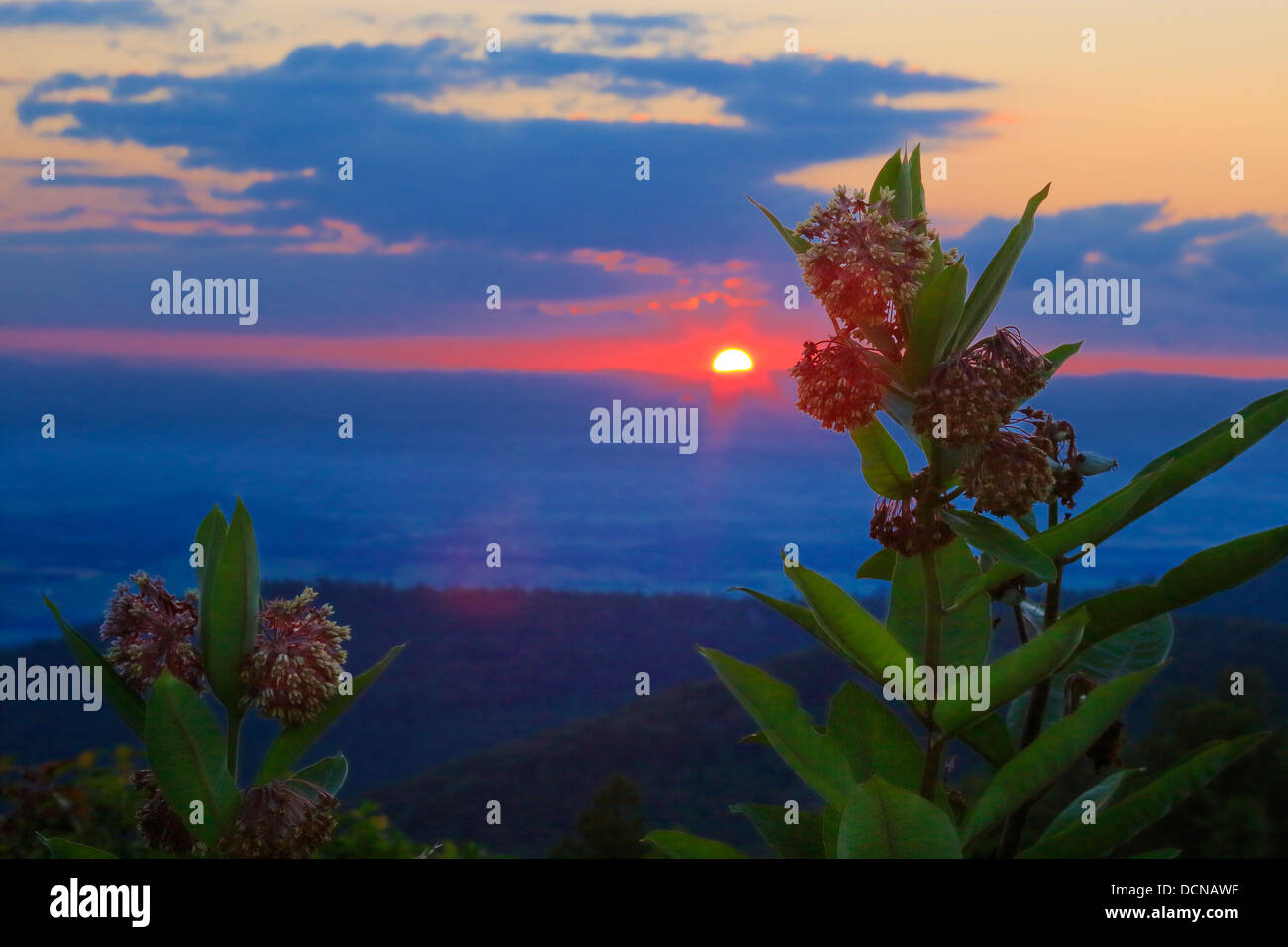 Milkweed at Sunset, Riprap Overlook, Shenandoah National, Park Virginia ...