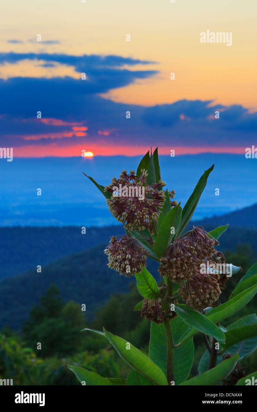 Milkweed at Sunset, Riprap Overlook, Shenandoah National, Park Virginia ...