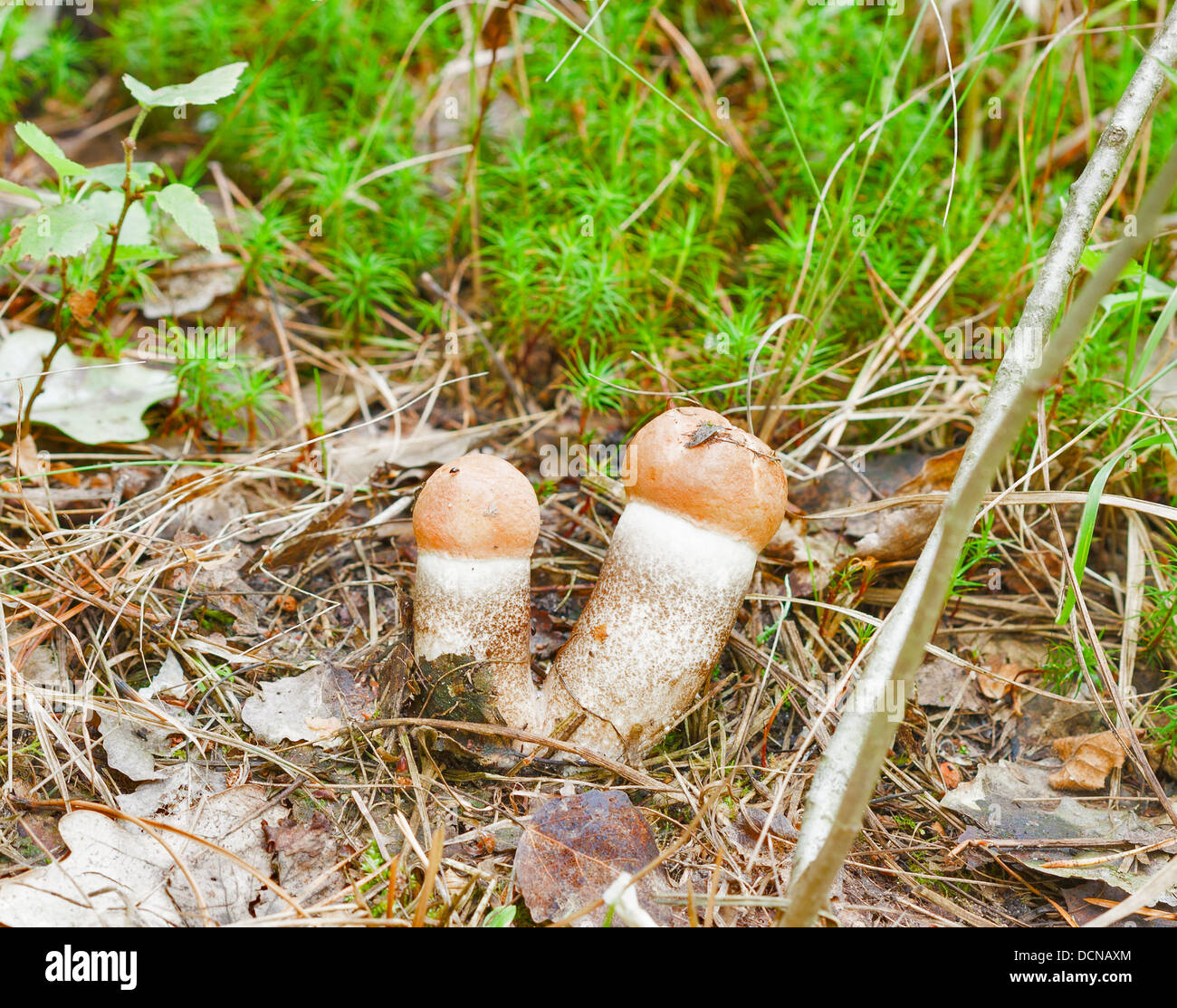 orange cap boletus in natural habitat Stock Photo - Alamy