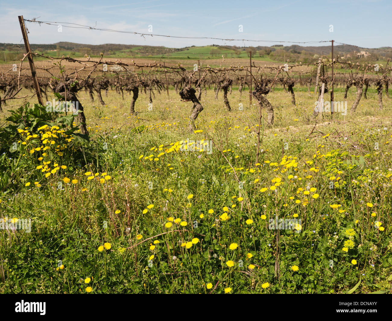 Buttercups growing in a vineyard in Languedoc, France Stock Photo - Alamy