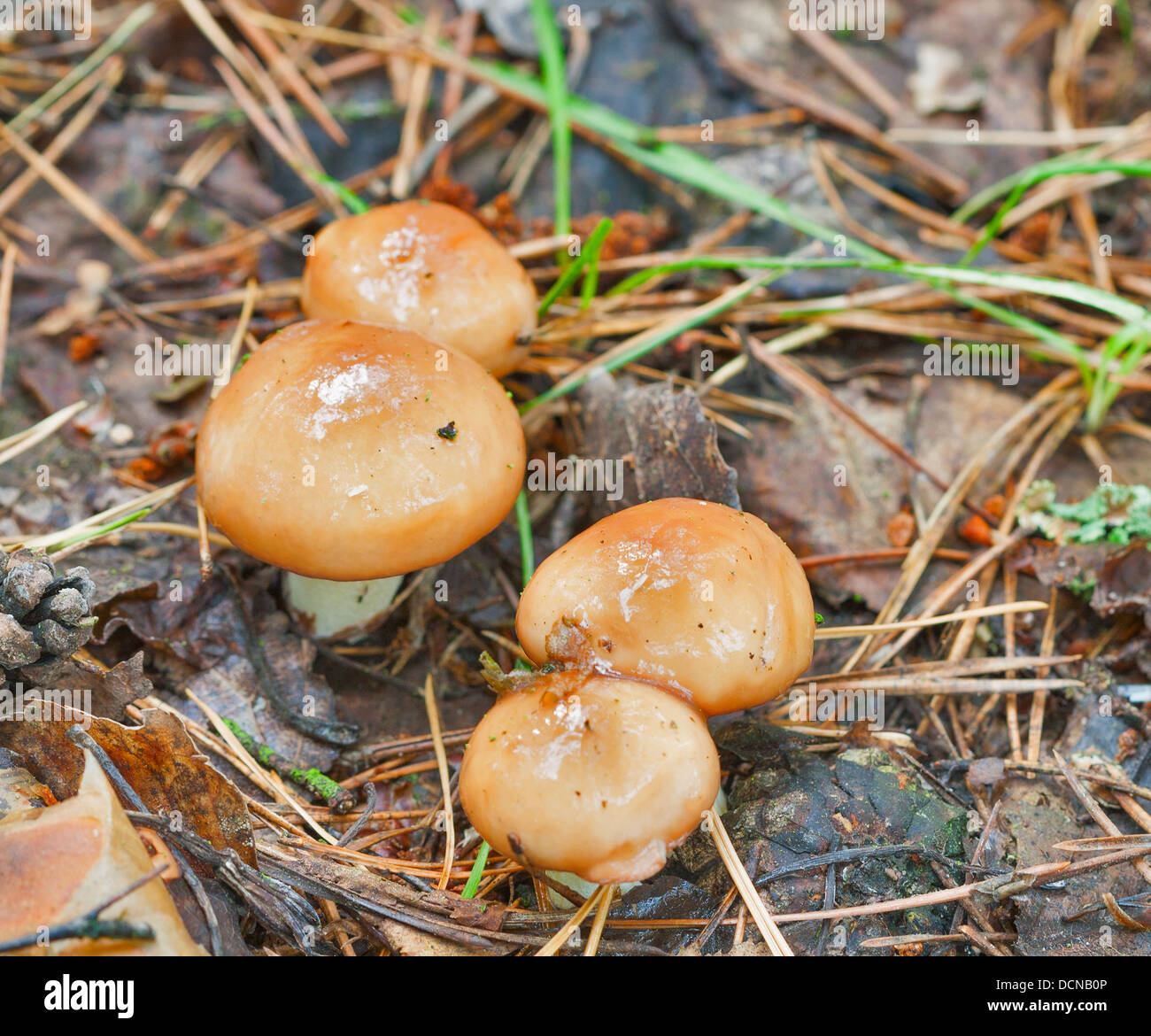 fresh boletus mushrooms family growing closeup Stock Photo - Alamy