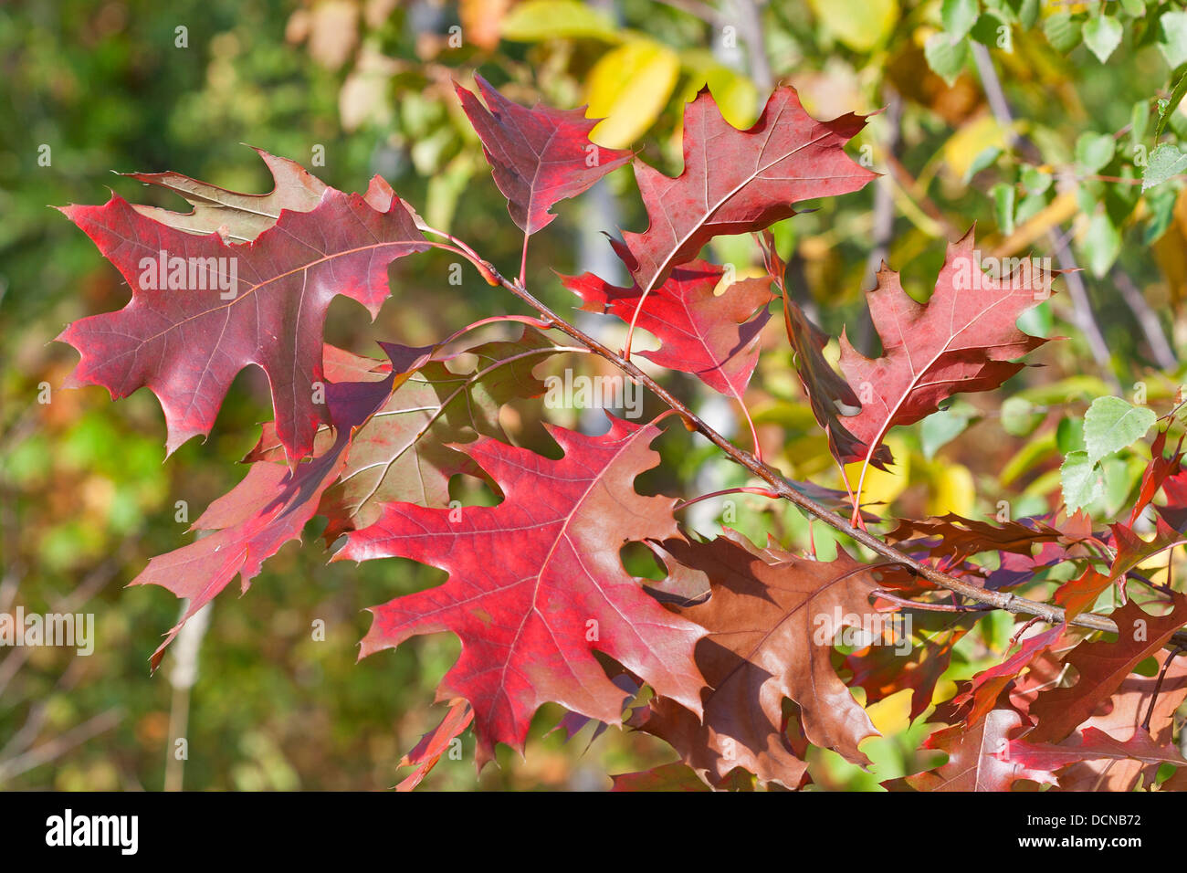 Red oak tree leaves hi-res stock photography and images - Alamy