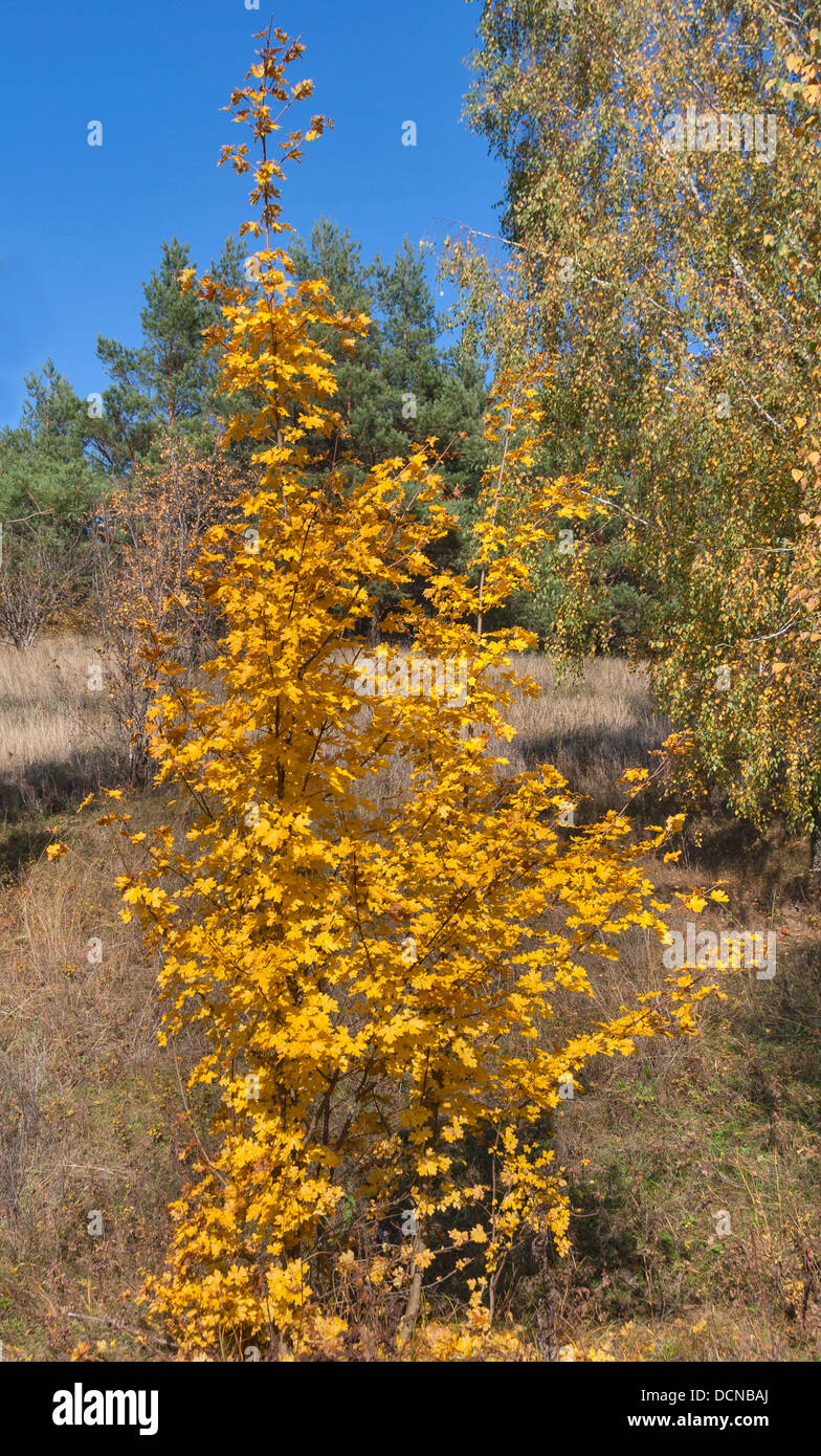 yellow autumn maple tree in the forest Stock Photo - Alamy