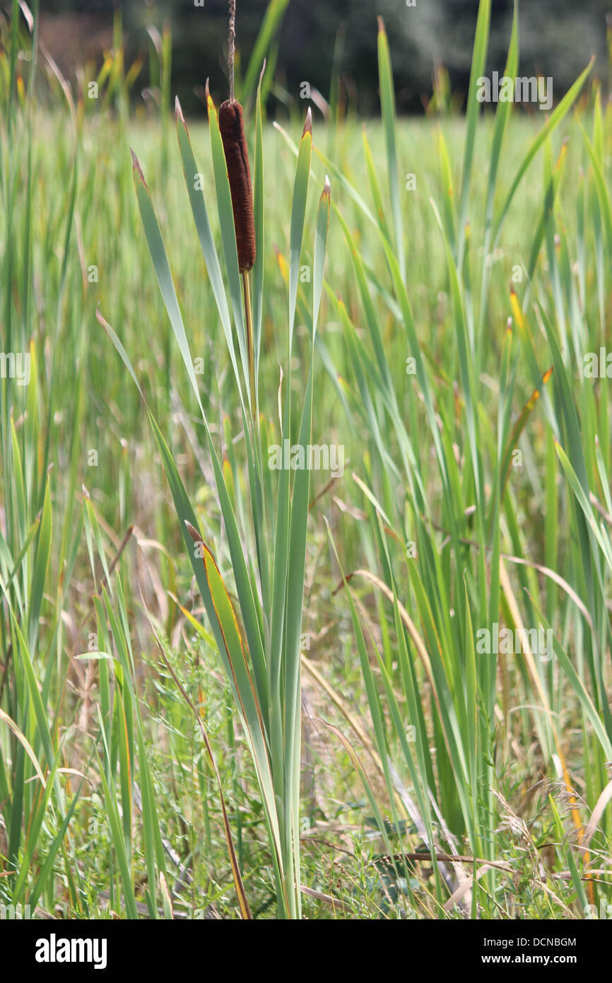 Cattail (Typha) are tall, stiff plant, growing almost ten feet tall ...