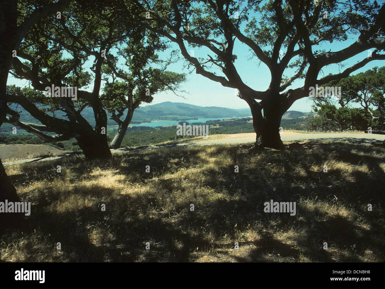 Point view trees mountains hi-res stock photography and images - Alamy
