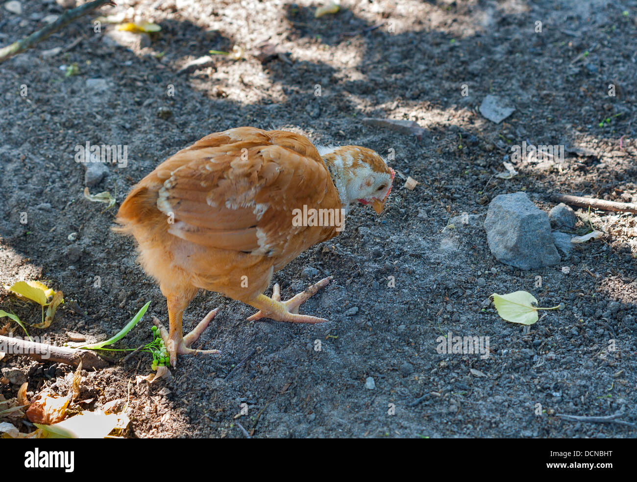 One poultry animal hi-res stock photography and images - Alamy