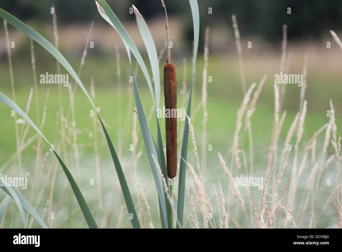 Cattail (Typha) are tall, stiff plant, growing almost ten feet tall ...