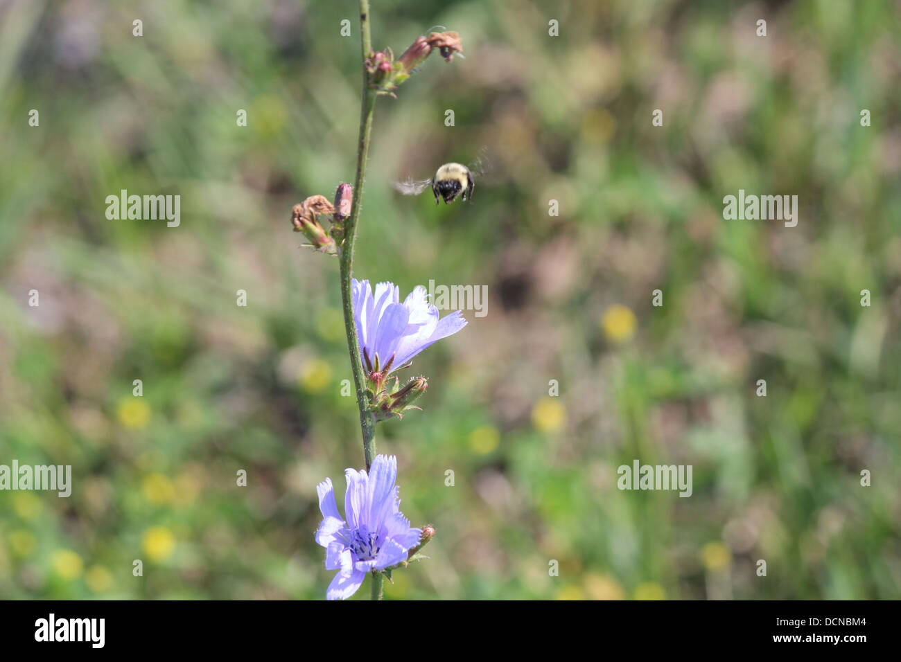 Pretty Chicory plant with blue flowers growing in the grass beside a ...
