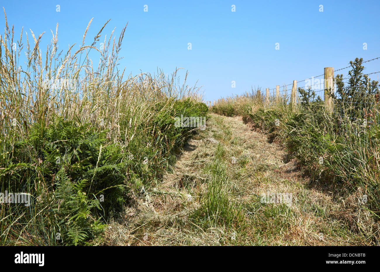 Mown grass path on the cliff edge of the South Wales coast path in ...