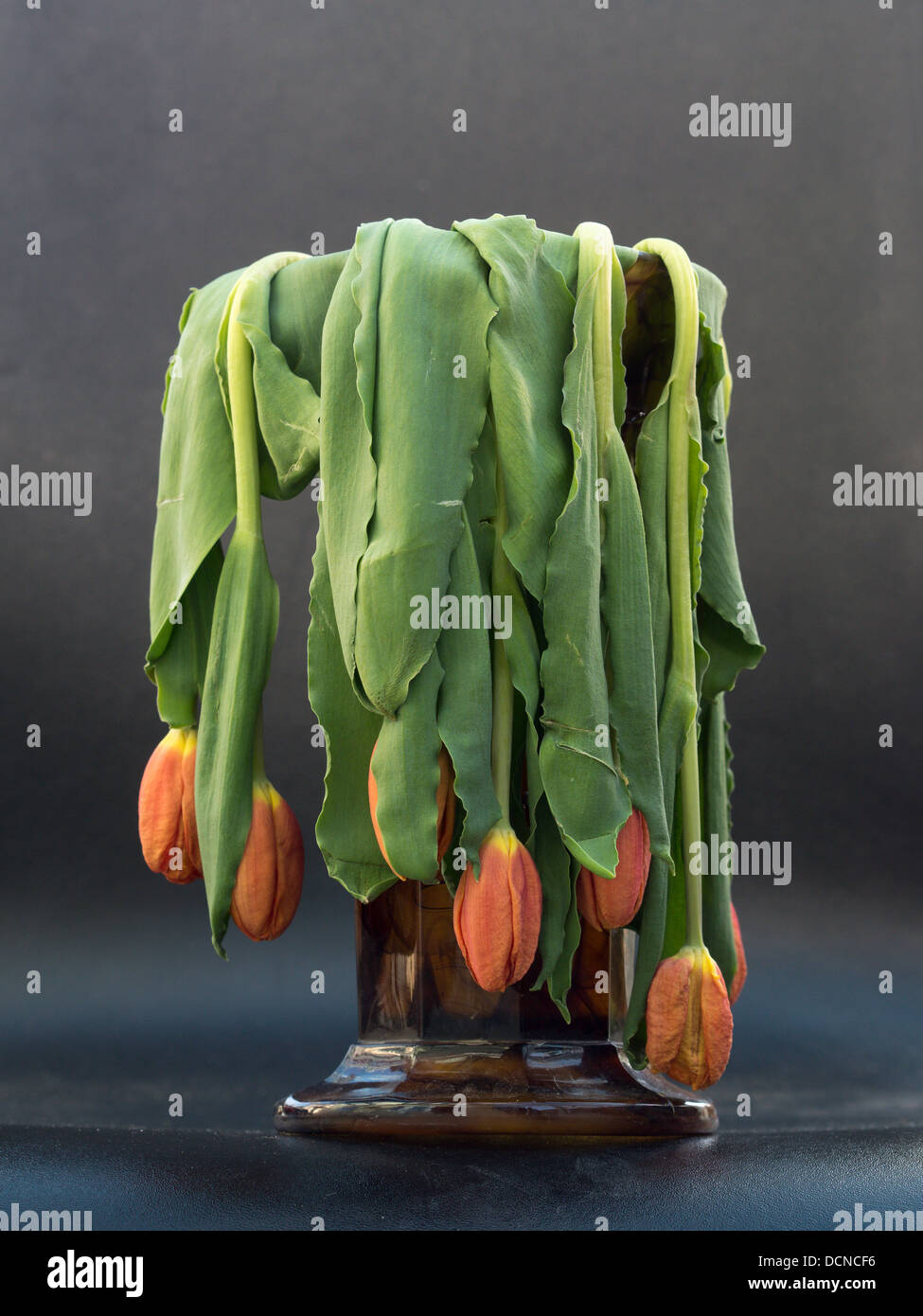 Drooping flowers hi-res stock photography and images - Alamy