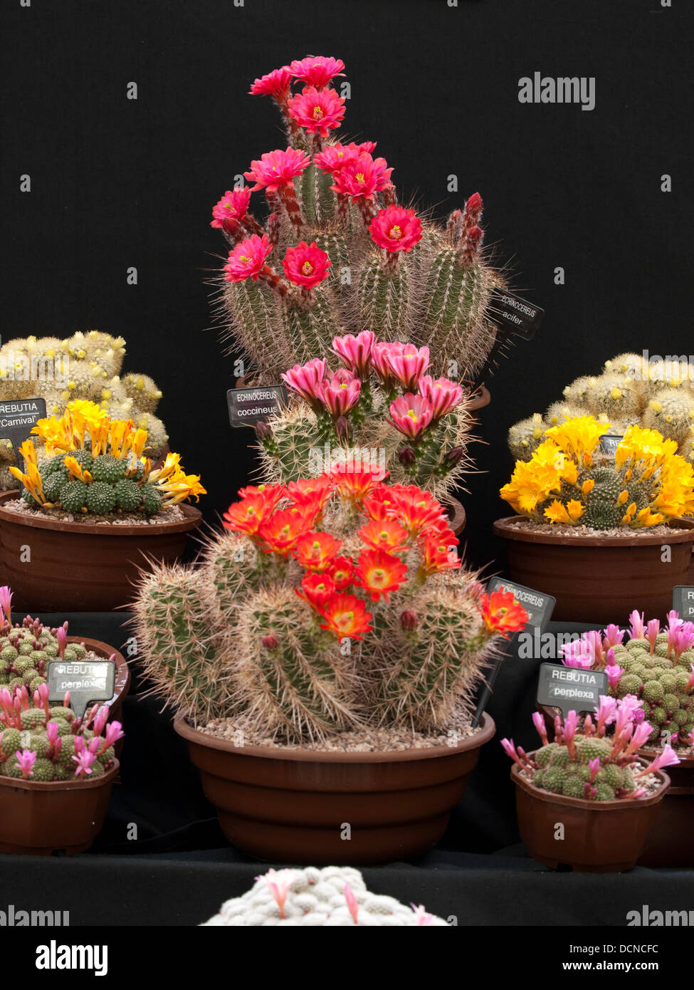 Award winning flowers hi-res stock photography and images - Alamy