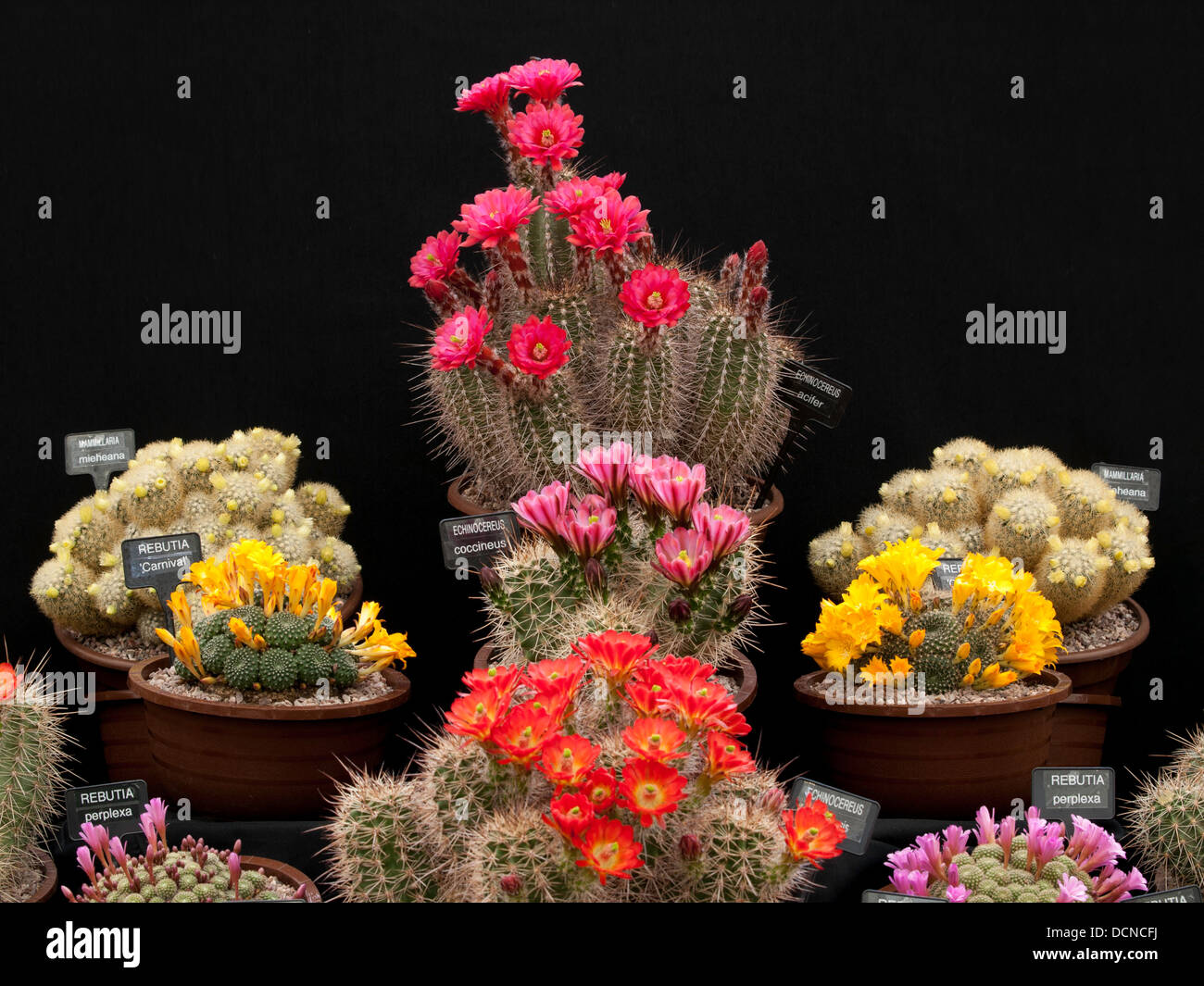 Award winning flowers hi-res stock photography and images - Alamy