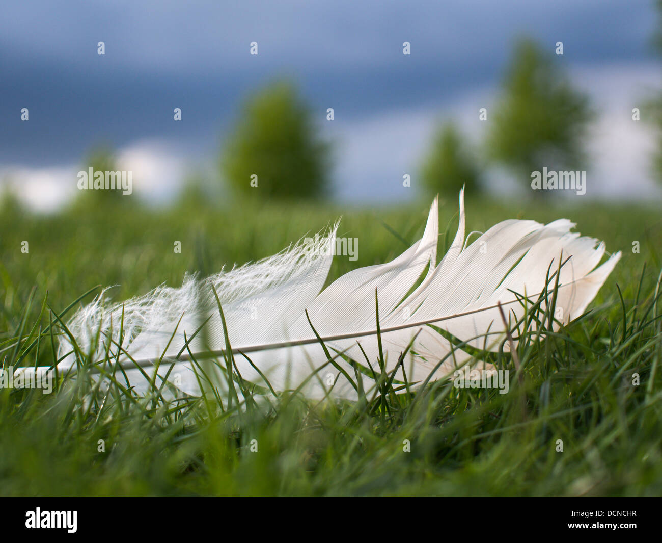 A white feather in the grass with trees in the background Stock Photo ...