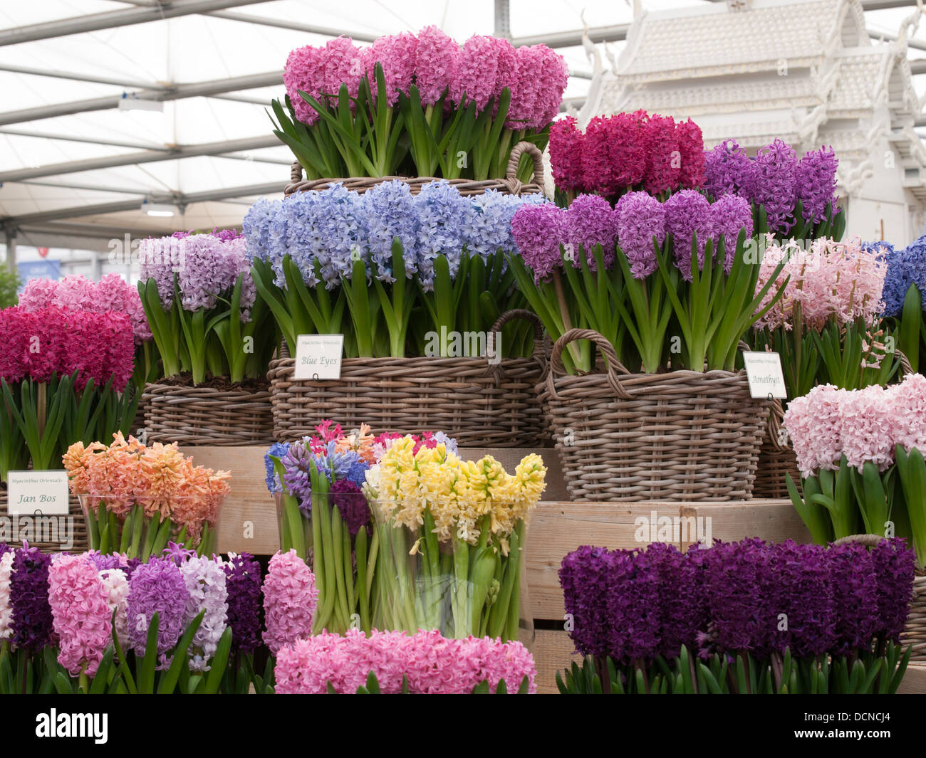 Hyacinth display hi-res stock photography and images - Alamy