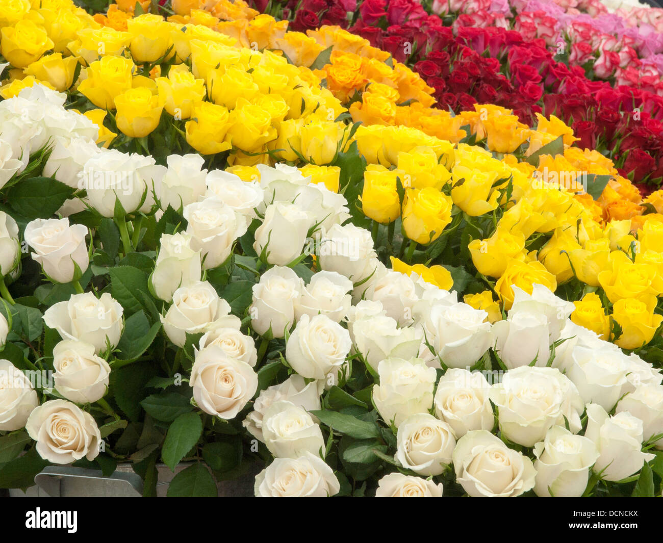 Displays of cut roses Stock Photo - Alamy