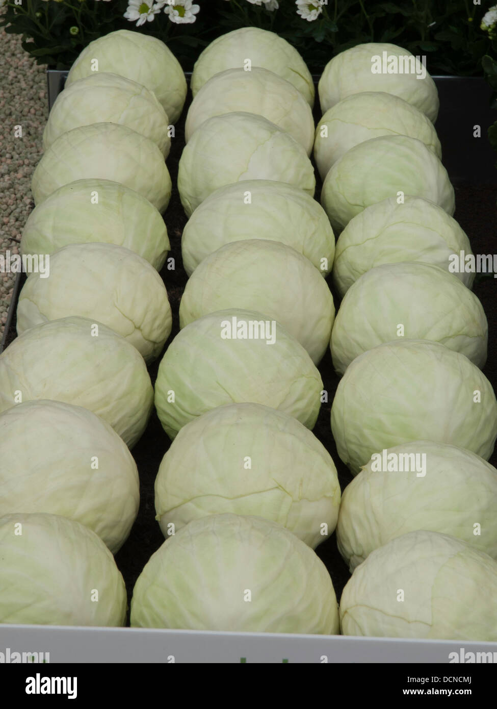 Tuesday 21st May 2013. Cabbages London, UK Stock Photo - Alamy