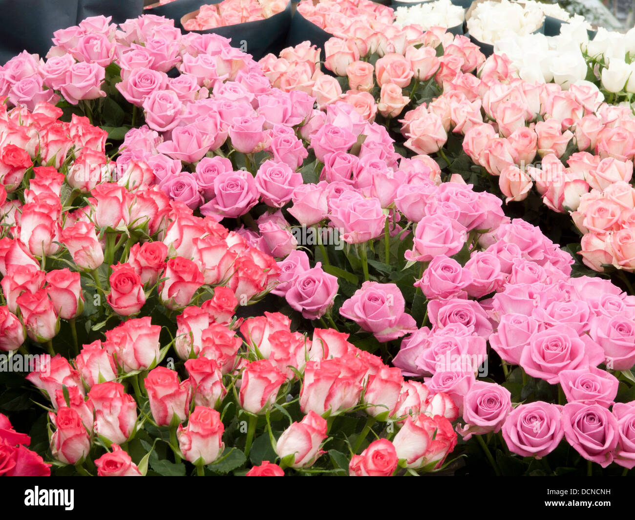 Displays of cut roses Stock Photo - Alamy