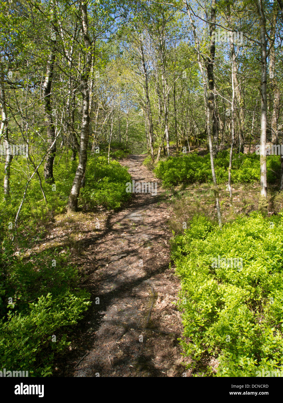 A walk in the springtime woods Stock Photo - Alamy