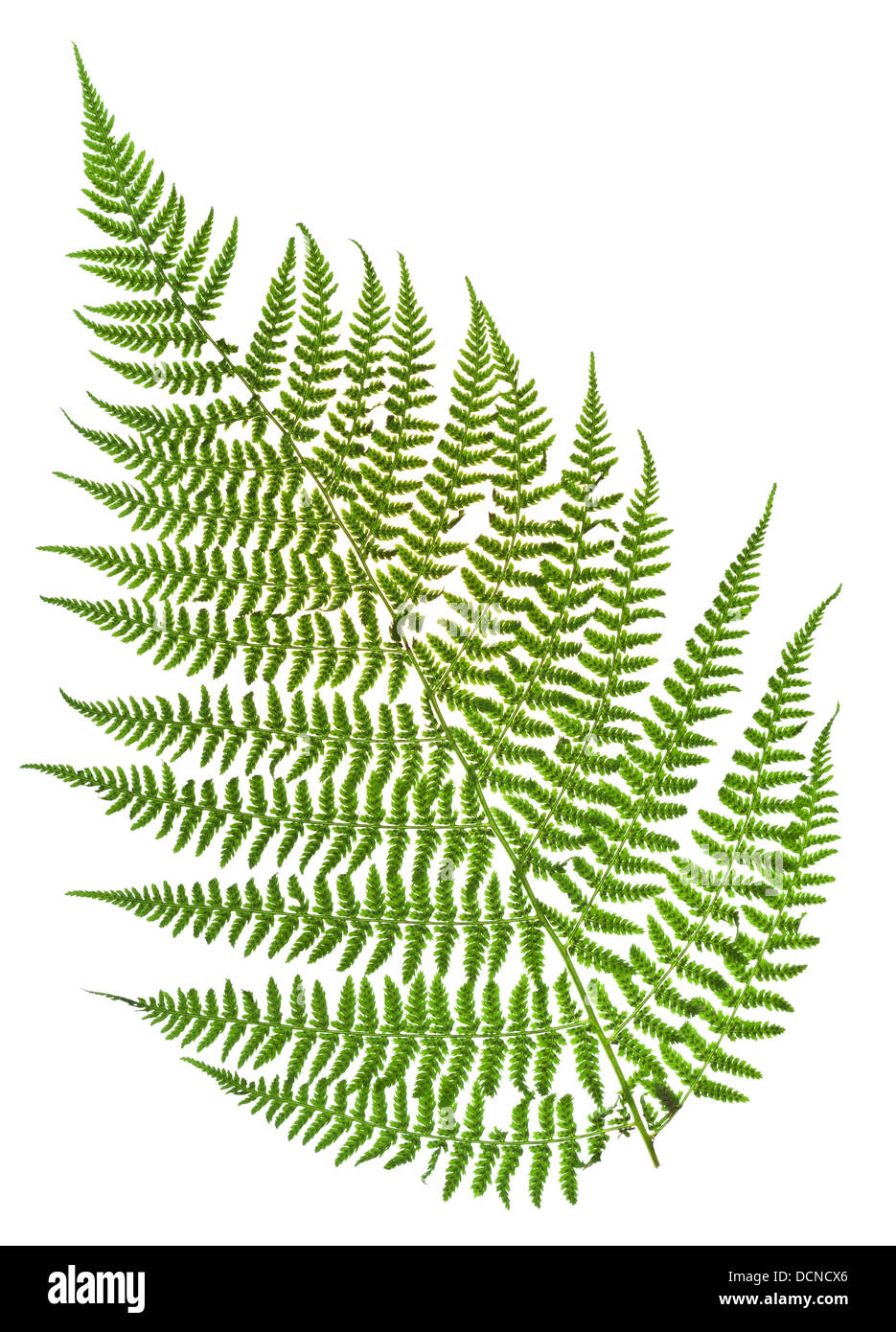 one sprig of fern isolated on white background Stock Photo - Alamy