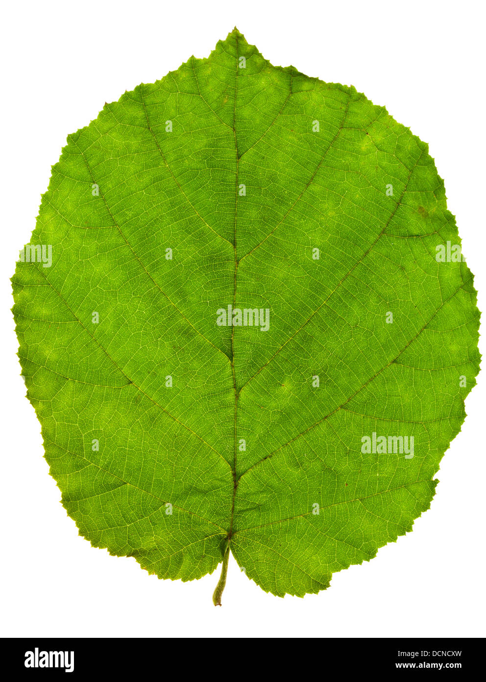 green leaf of hazel close up isolated on white background Stock Photo ...