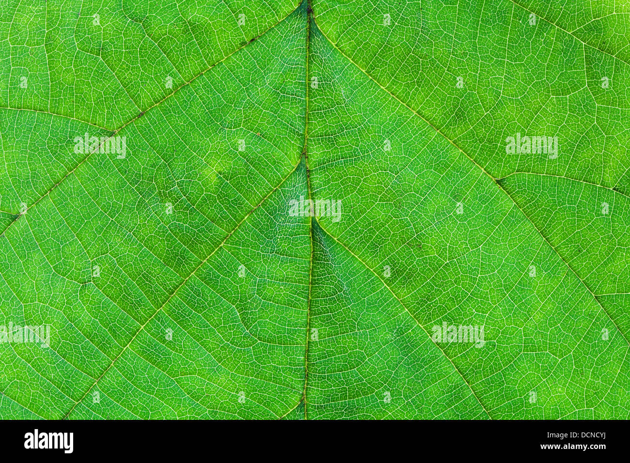 background from macro view of hazel green leaf Stock Photo - Alamy