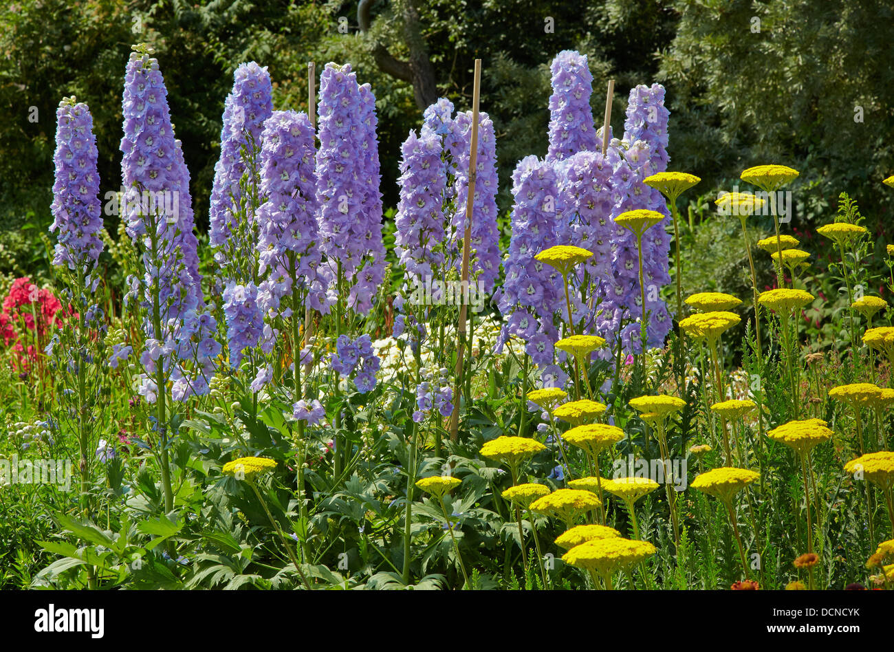 Pale blue Delphiniums and yellow Achillea form an interesting ...