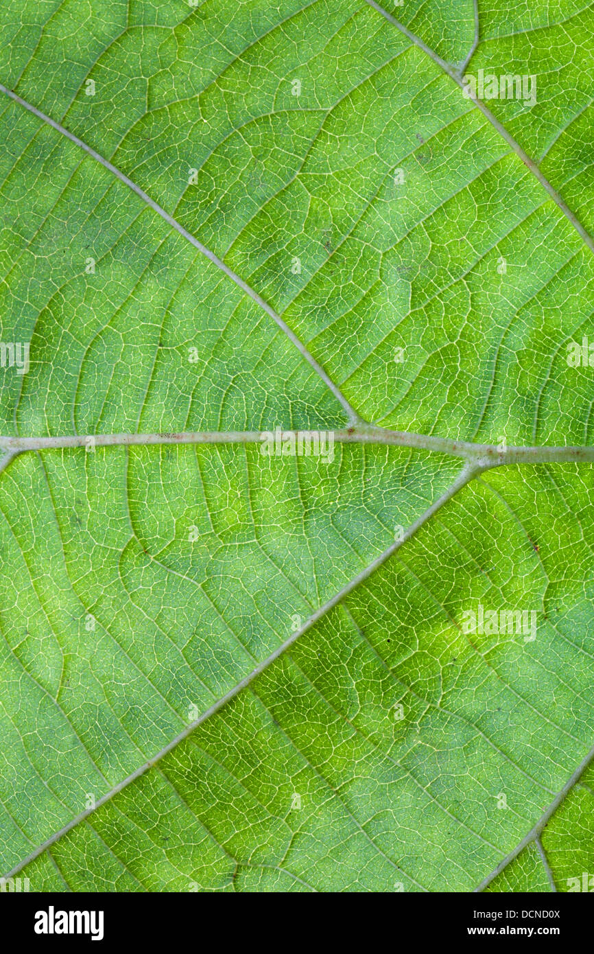 background from back side of hazel green leaf Stock Photo - Alamy