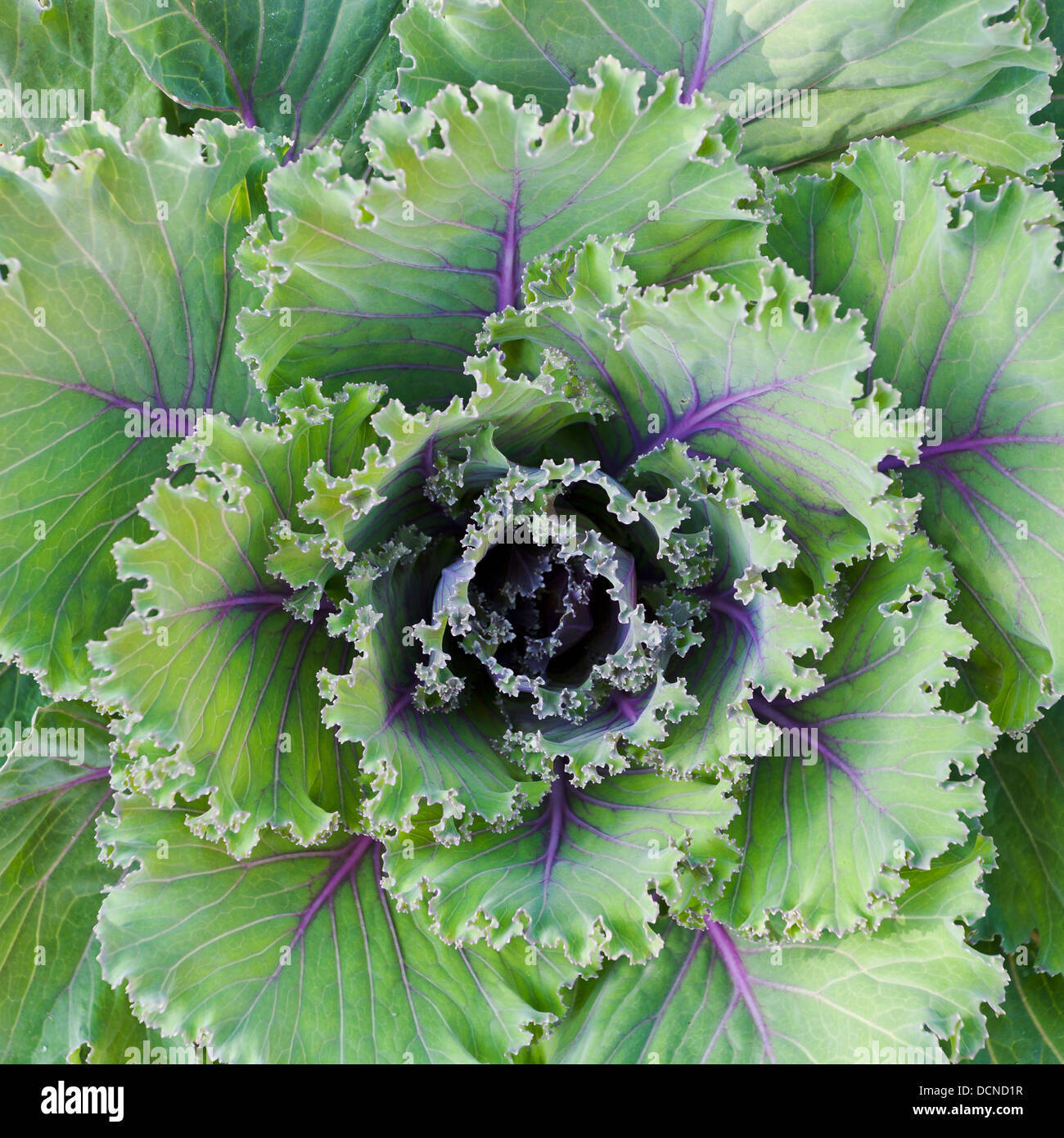 top view of green decorative cabbage Stock Photo - Alamy