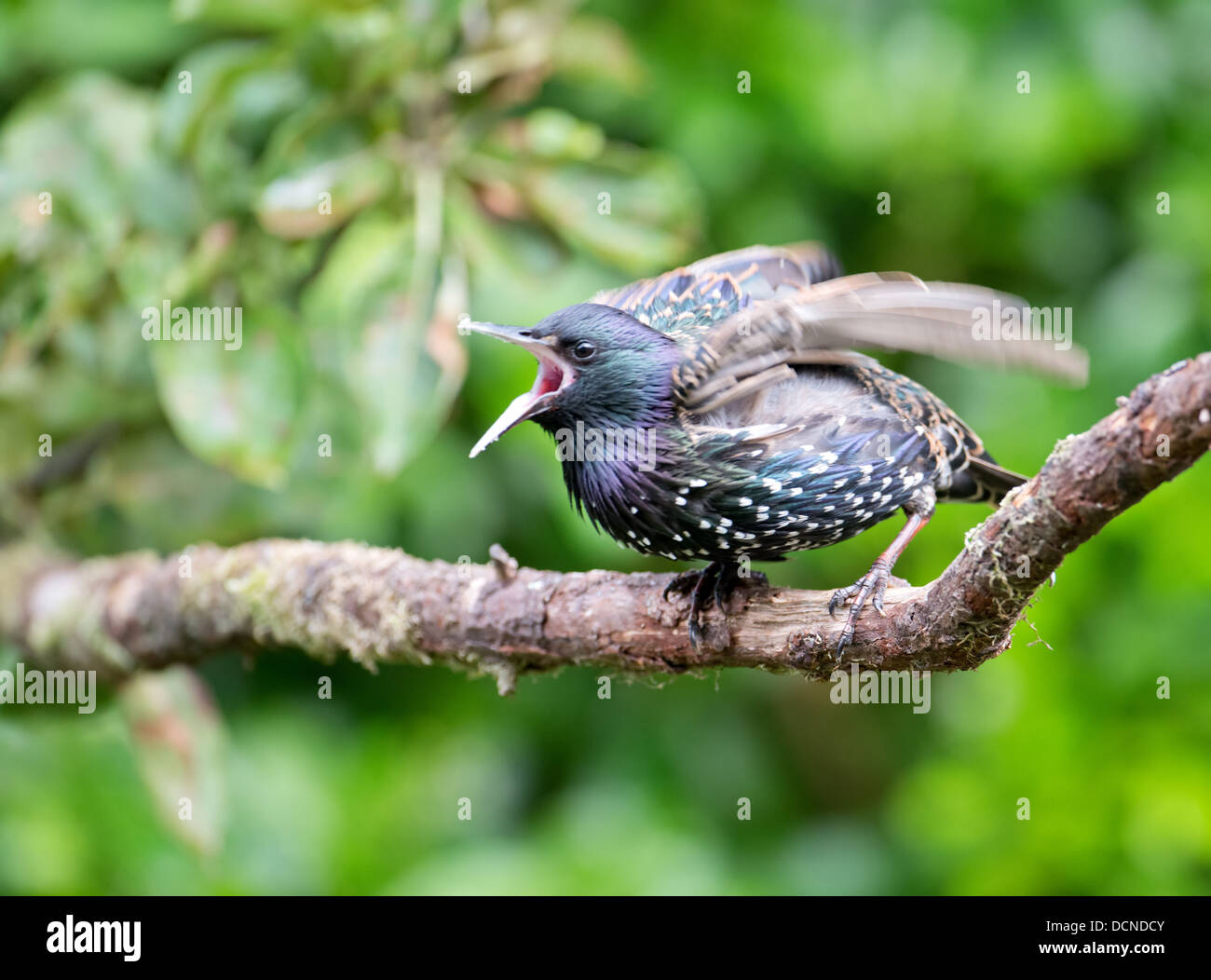 Adult behaviour hi-res stock photography and images - Alamy