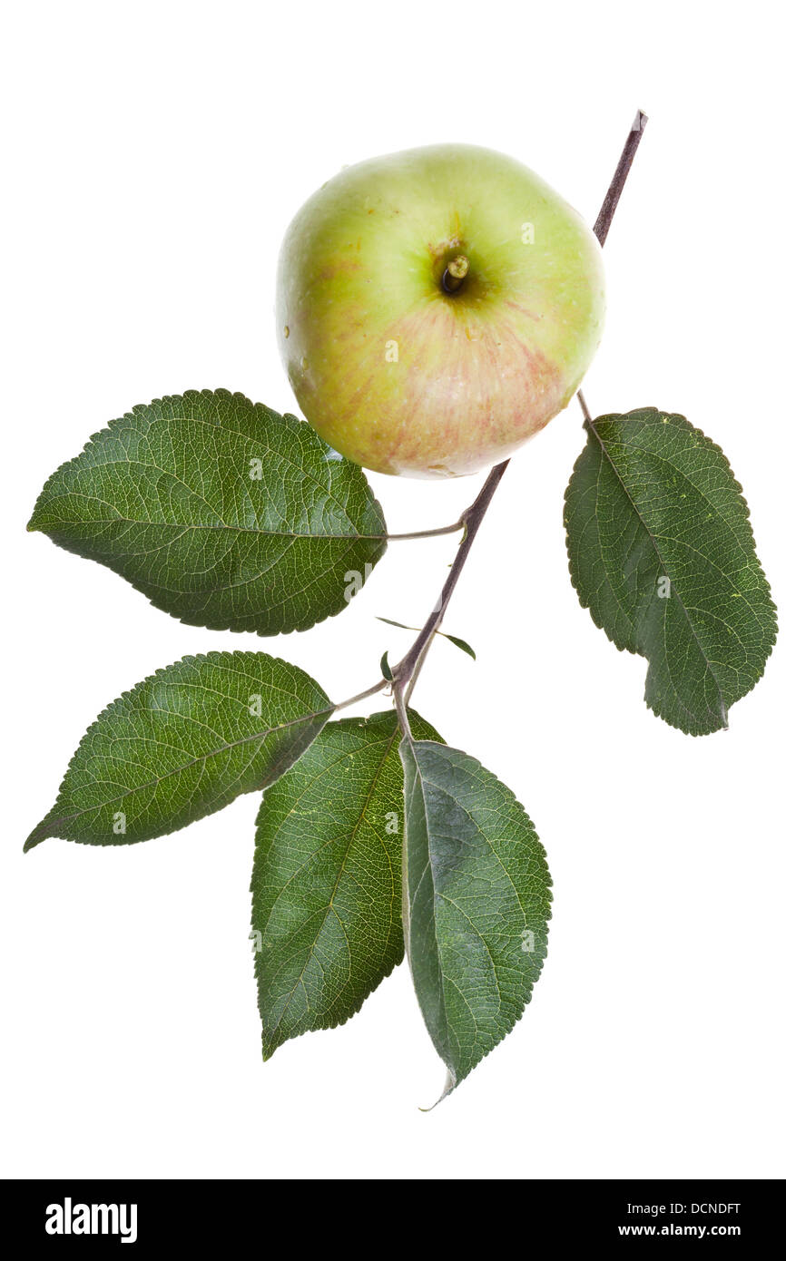 apple tree twig with green leaves and fresh apple isolated on white ...