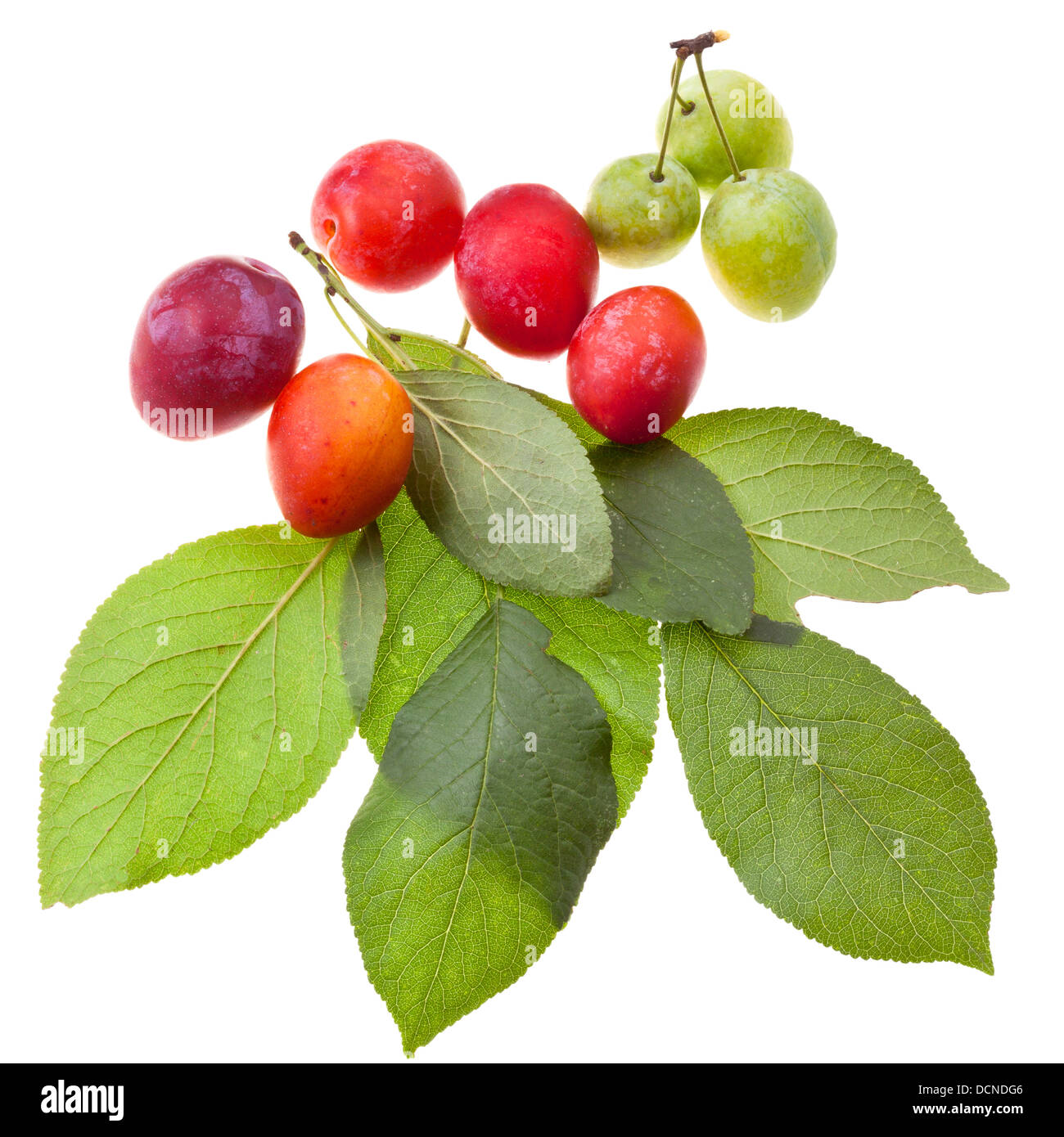 green plum tree leaves and plums isolated on white background Stock ...