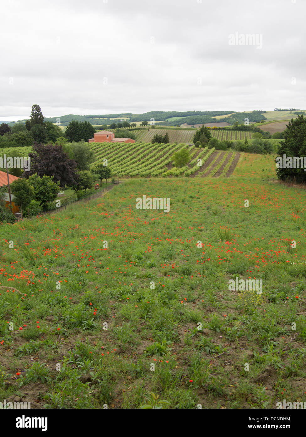 Beautiful natural meadows with wild flowers in the Aude, France Stock ...