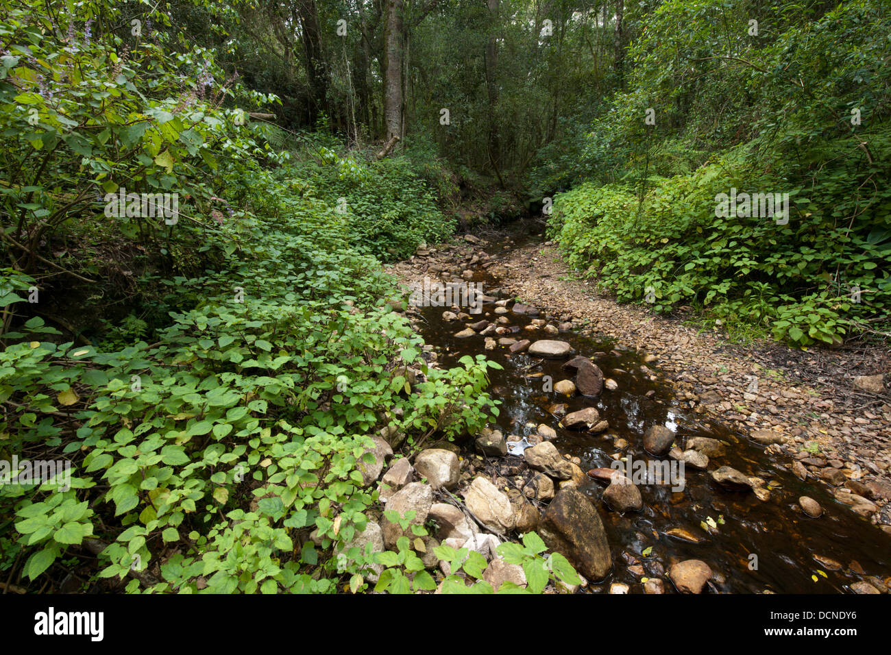 Woodville Big Tree Forest Trail, Wilderness, Garden Route National Park ...