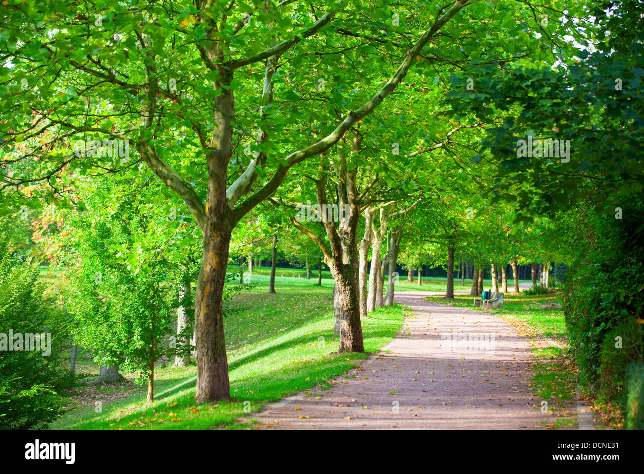 Pedestrian walkway for exercise lined up with beautiful tall tre Stock ...