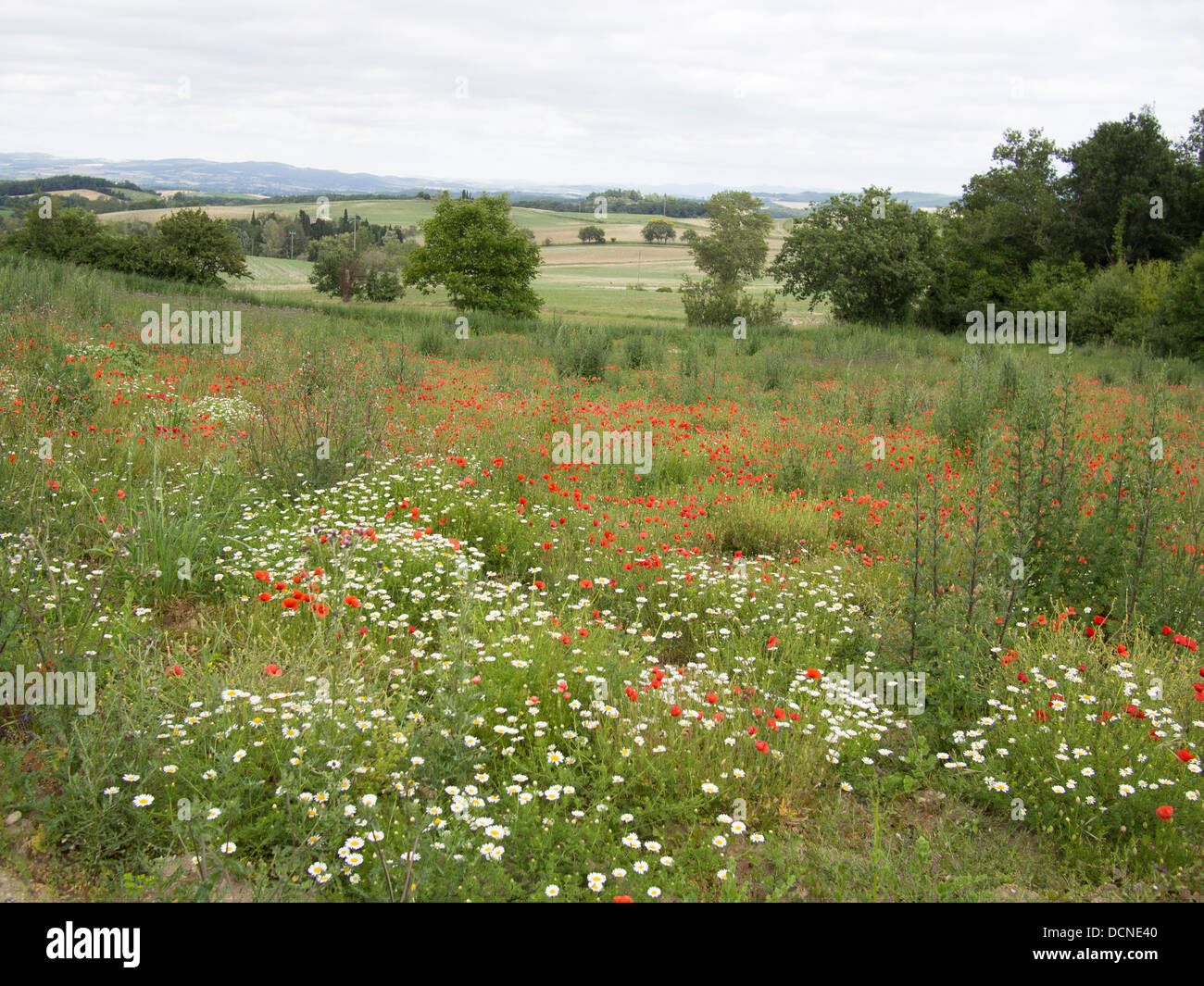 Beautiful natural meadows with wild flowers in the Aude, France Stock ...