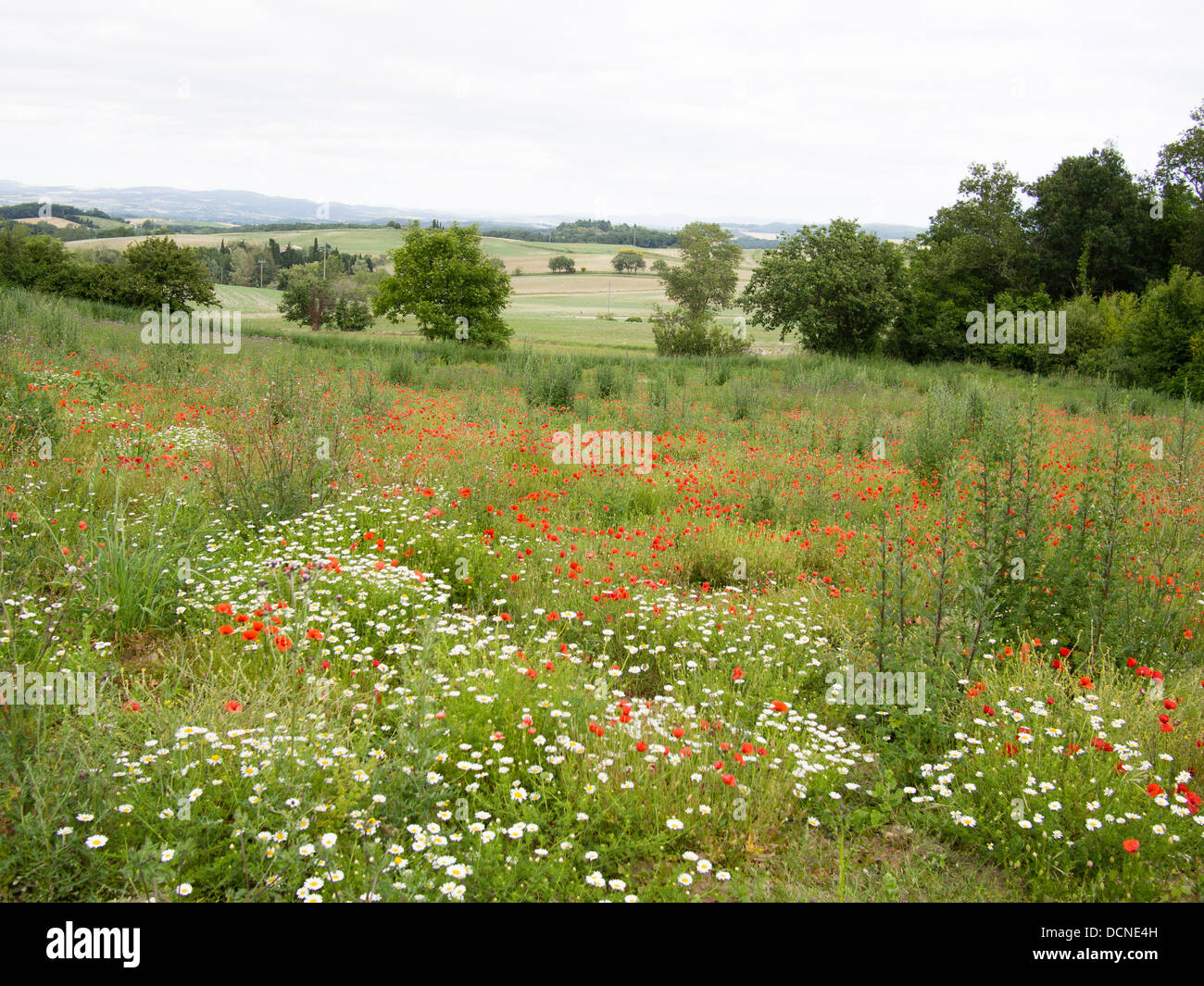 Beautiful natural meadows with wild flowers in the Aude, France Stock ...