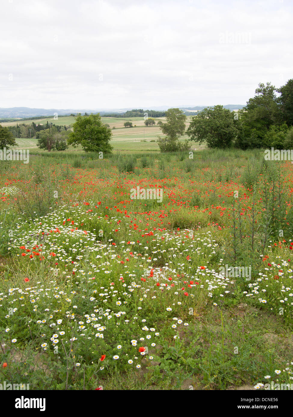 Beautiful natural meadows with wild flowers in the Aude, France Stock ...