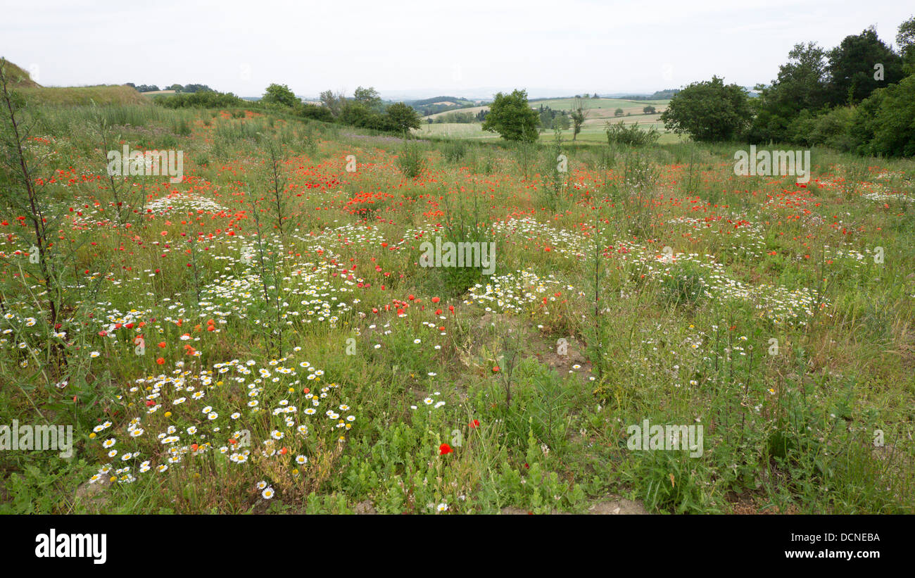 Beautiful natural meadows with wild flowers in the Aude, France Stock ...