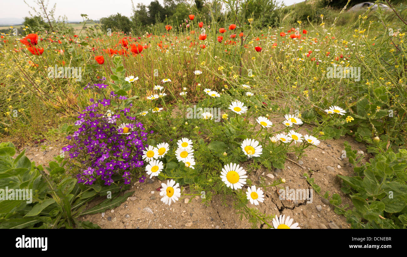 Beautiful natural meadows with wild flowers in the Aude, France Stock ...