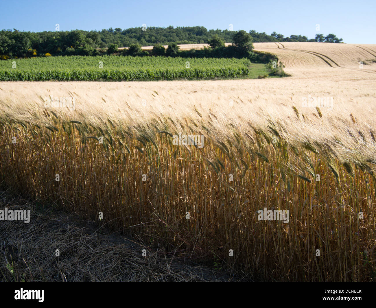 Dense crop hi-res stock photography and images - Alamy