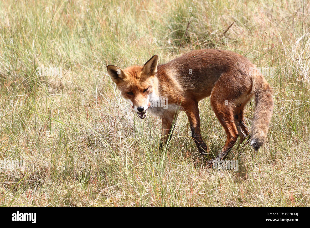 Series of detailed close-ups of a red fox, walking, yawning, scratching ...