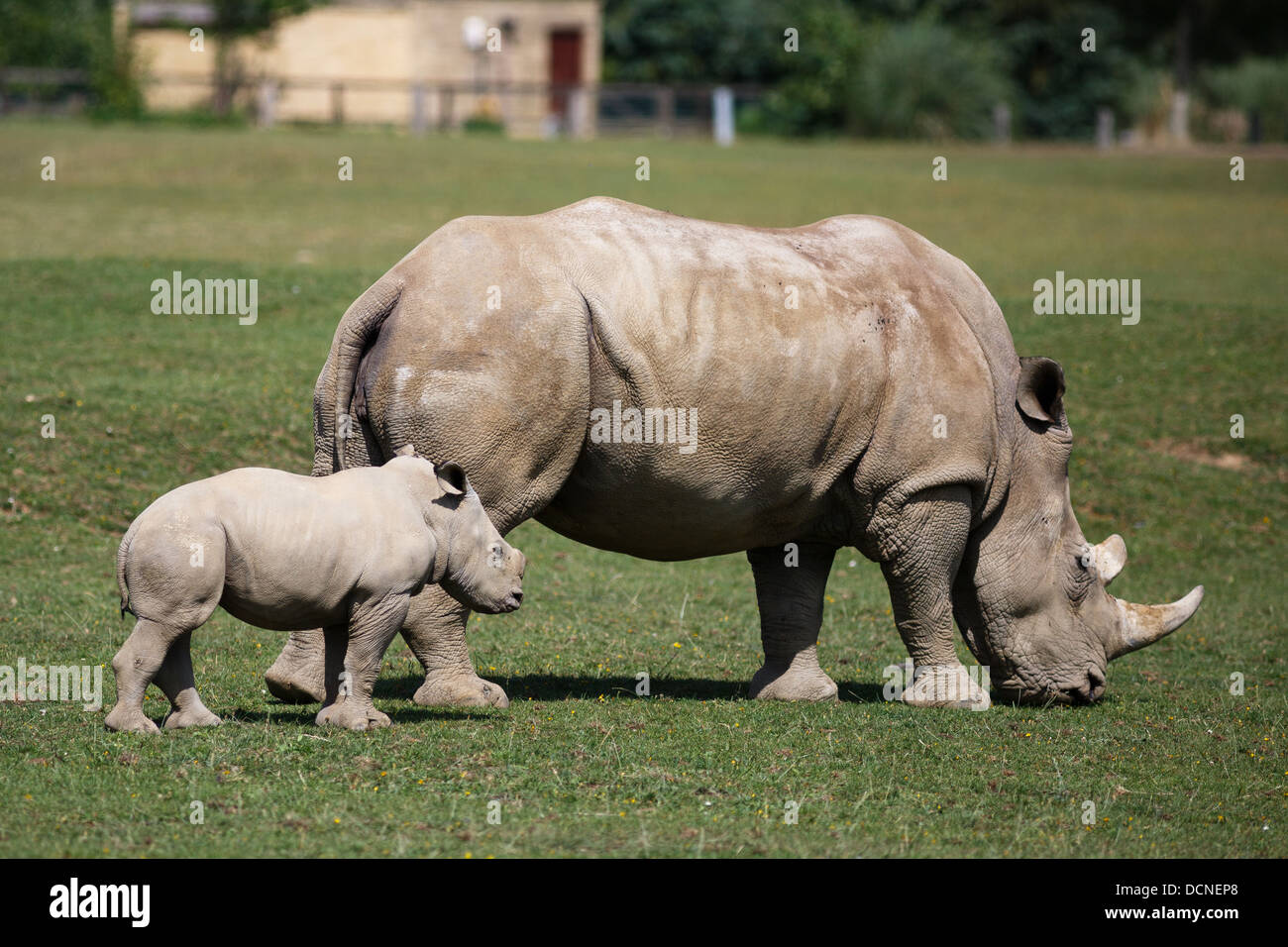 Young rhino hi-res stock photography and images - Alamy