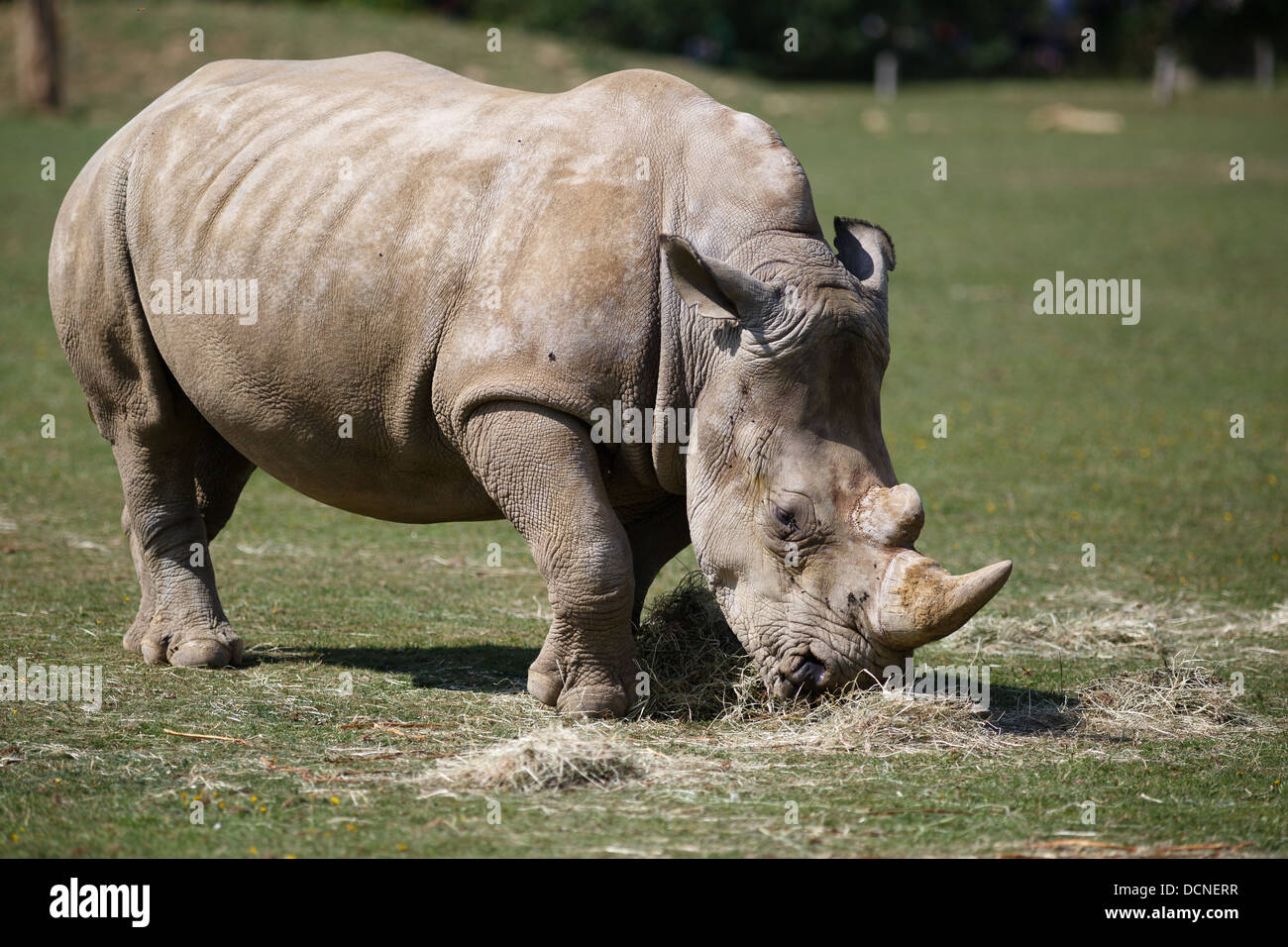 A rhino grazing Stock Photo - Alamy