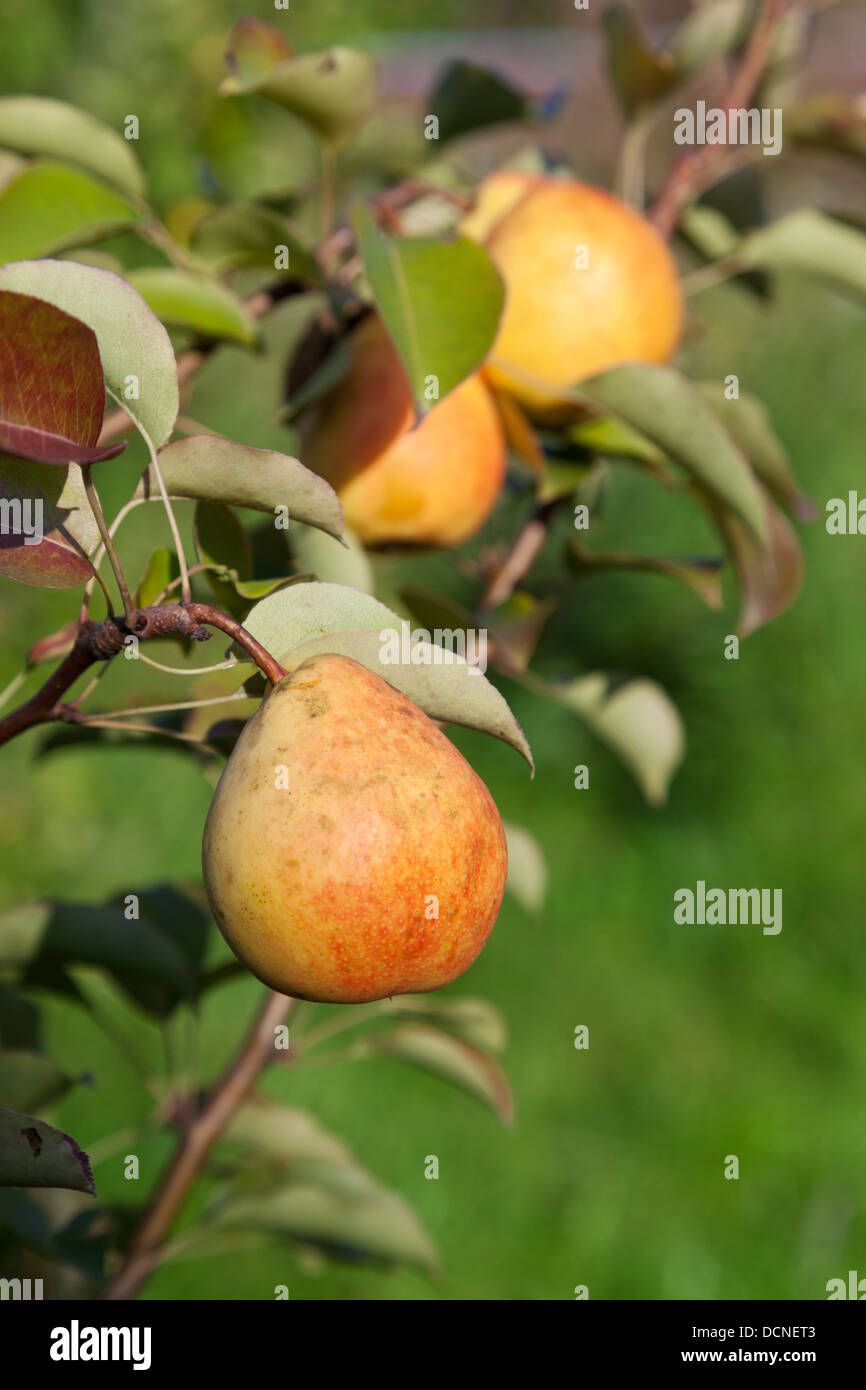 Red pears on tree in orchard hi-res stock photography and images - Alamy