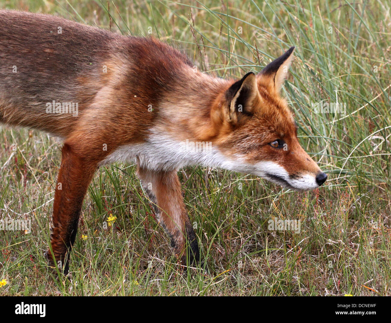 Series of detailed close-ups of a red fox, walking, yawning, scratching ...