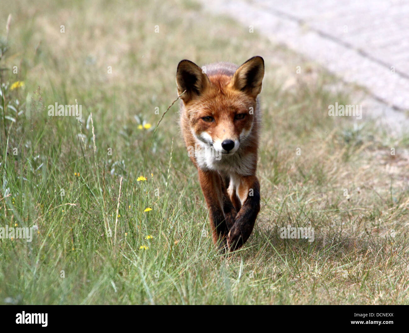 European red fox (vulpes vulpes) walking towards the camera Stock Photo ...