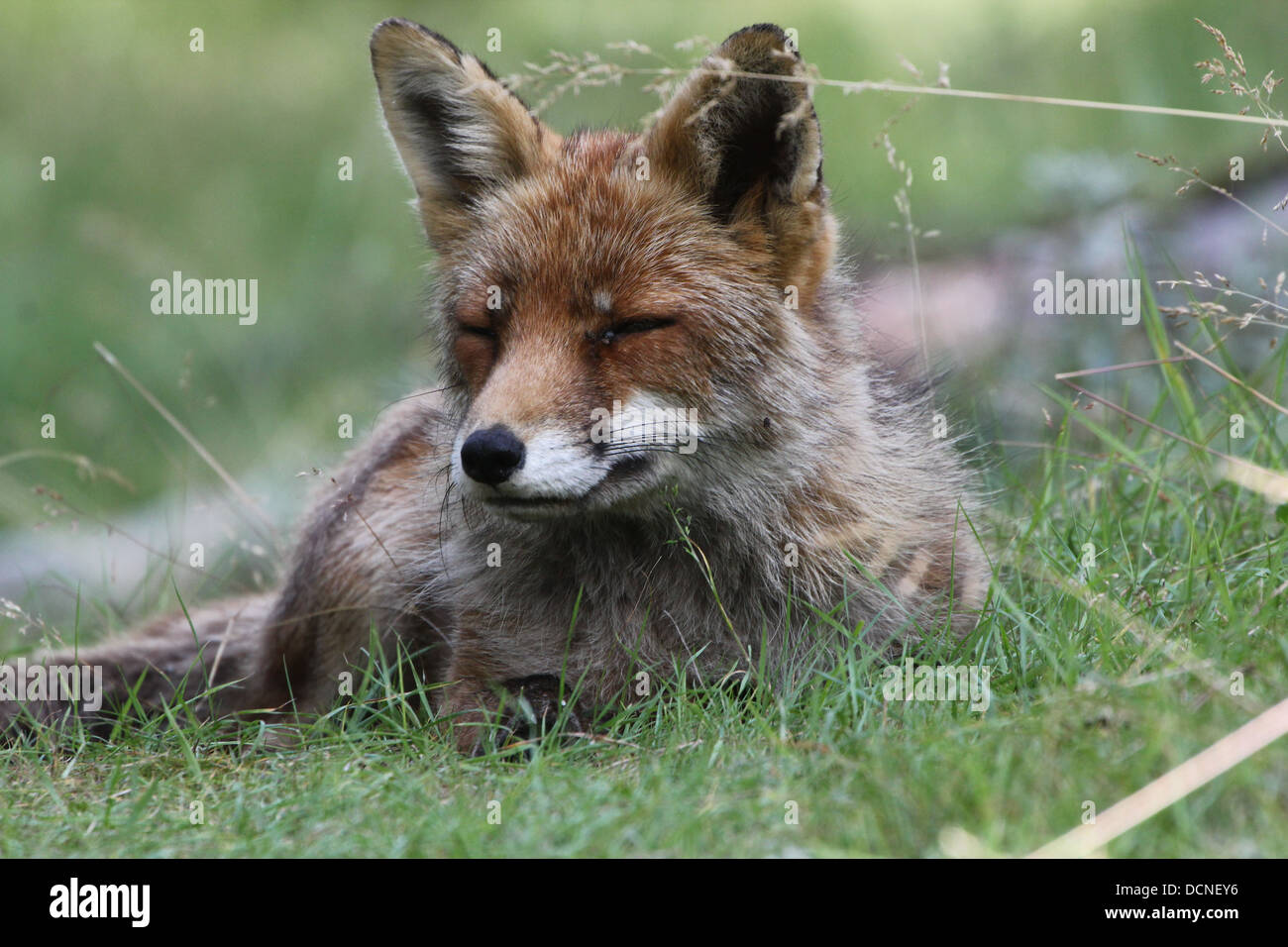 Series of detailed close-ups of a red fox, walking, yawning, scratching ...