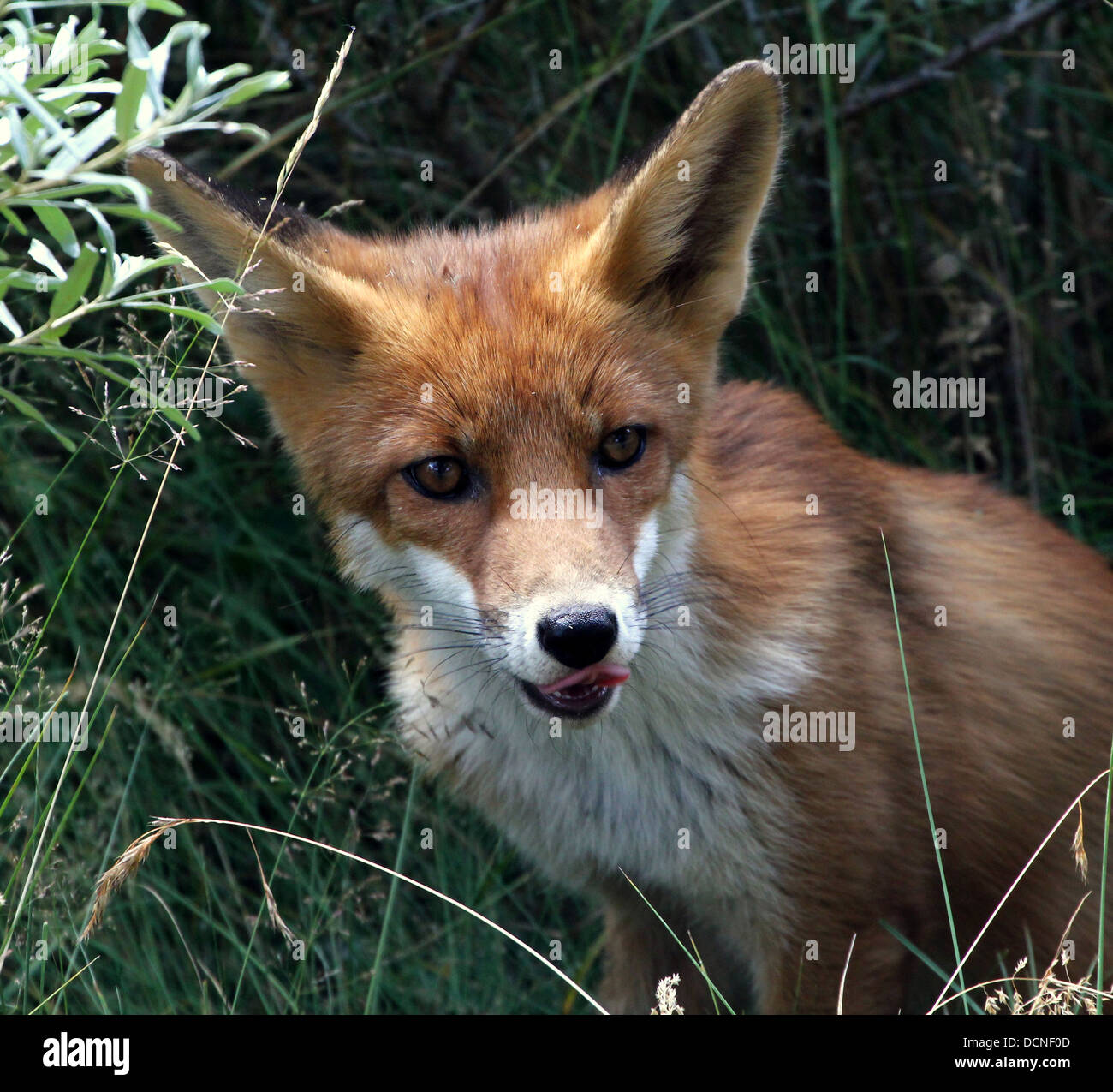 Series of detailed close-ups of a red fox, walking, yawning, scratching ...