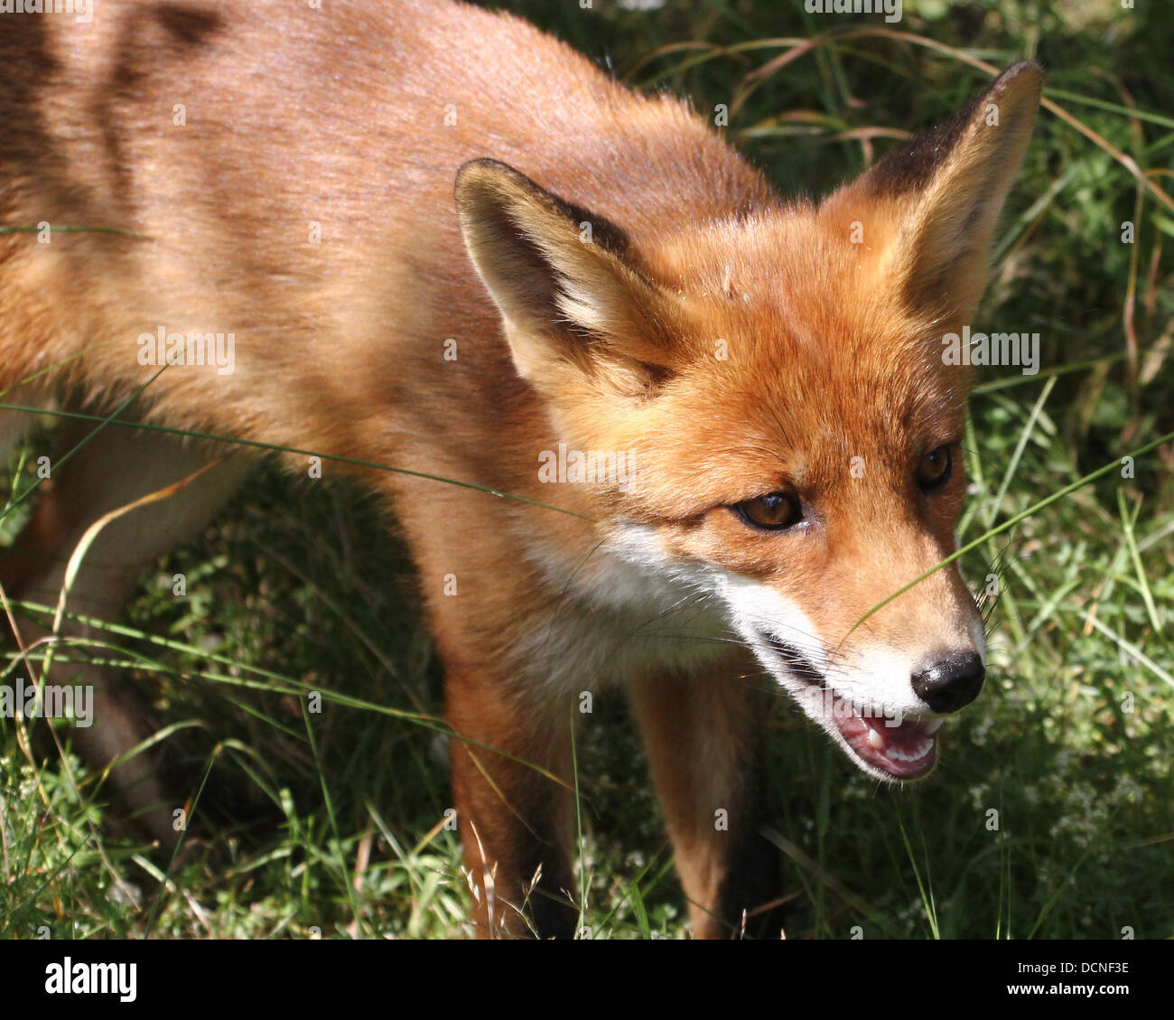 Series of detailed close-ups of a red fox, walking, yawning, scratching ...