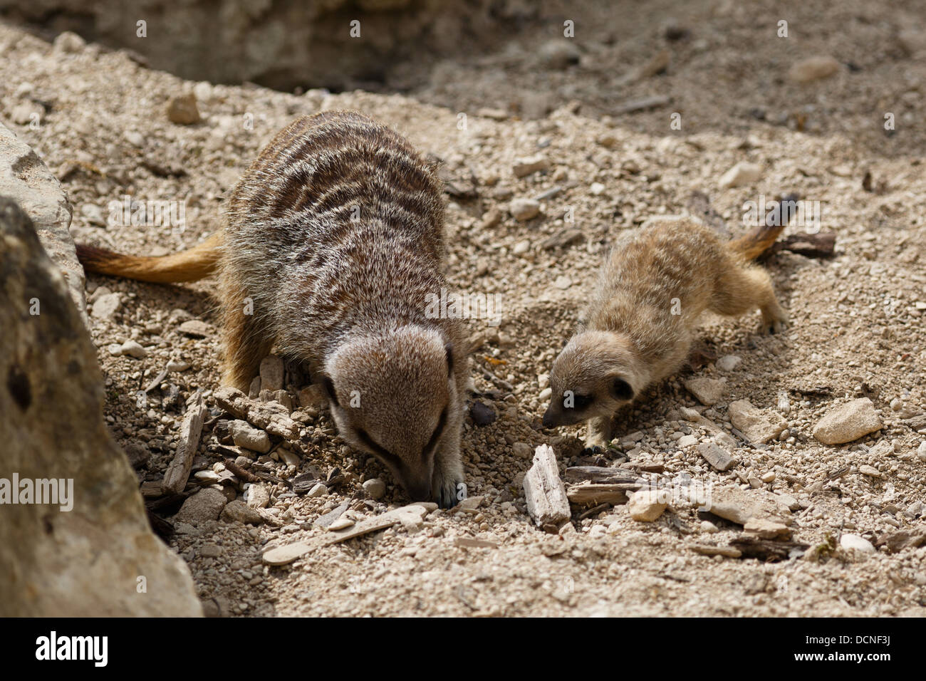 2 meerkats digging in the ground Stock Photo - Alamy